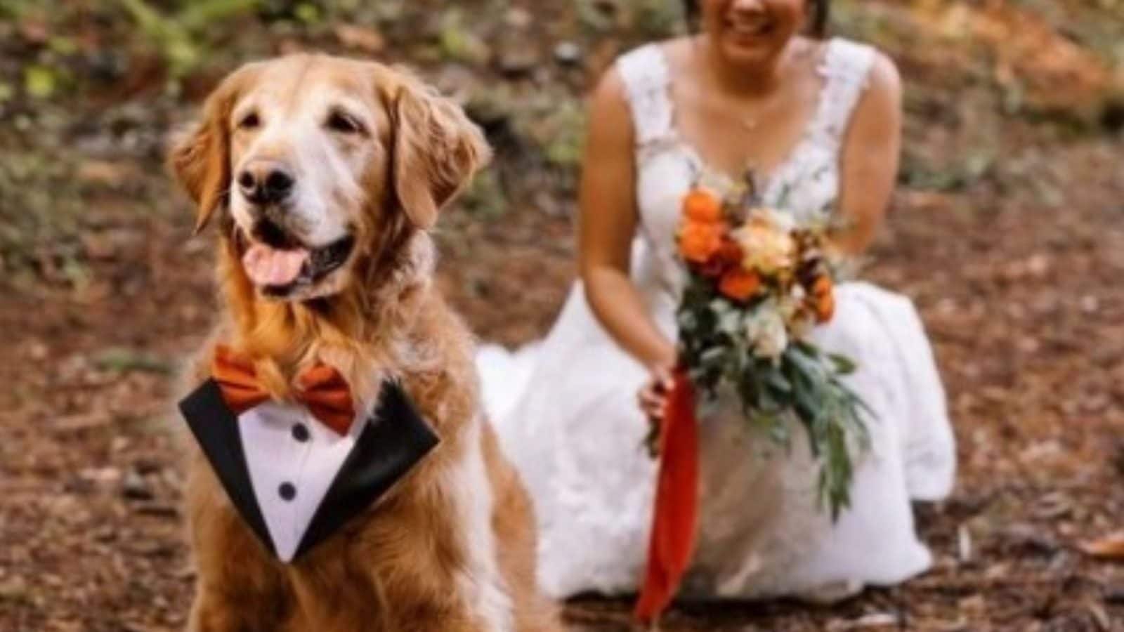 Woman's First-Look Photos from Wedding Day With Her Beloved Dog Goes ...