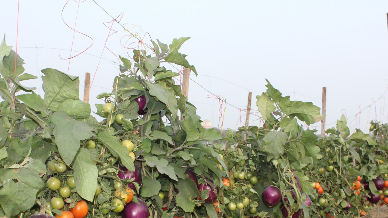 Brimato: Here is All You Need to Know About the Tomato Brinjal ...
