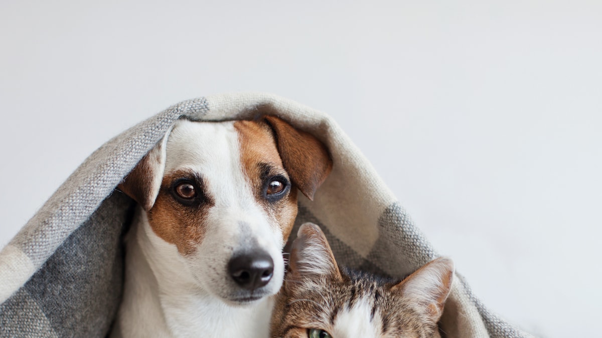 Are Dogs Smarter Than Cats Science Has An Answer