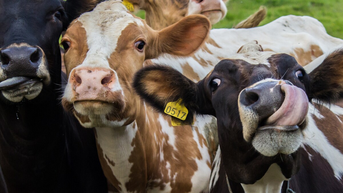 Gas Giants: Cows Emit Dangerous Amounts of Methane. Can We Stop Them ...