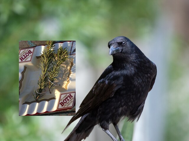 Crows Leave Creative Present for US Man After He Feeds Them for Two ...