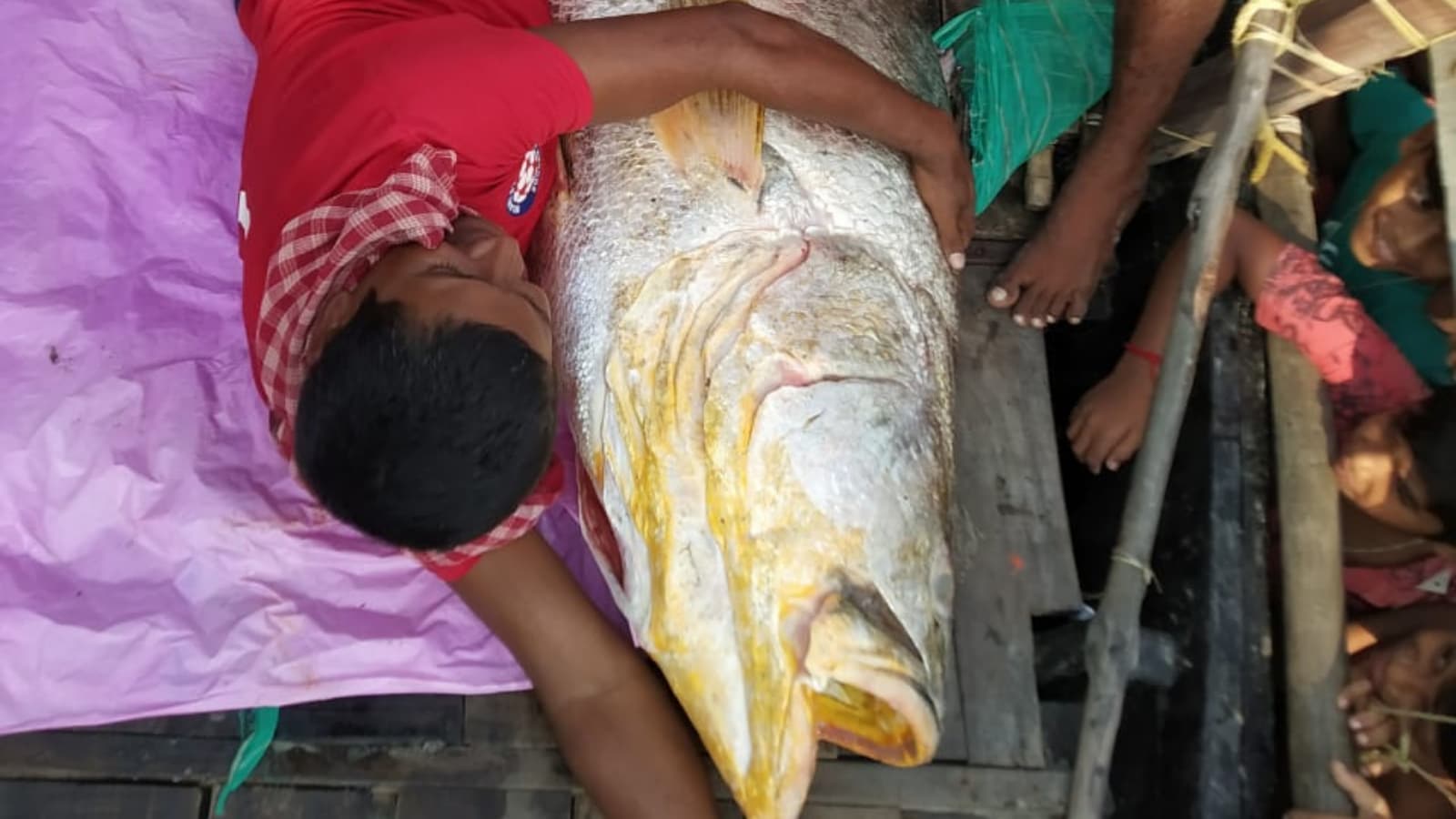 Giant 75 Kg 'Telia Bhola' Fish Caught in Sunderbans River Sells For Rs ...