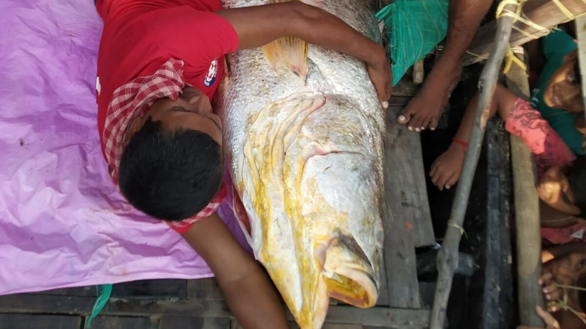 Giant 75 Kg 'Telia Bhola' Fish Caught in Sunderbans River Sells For Rs ...