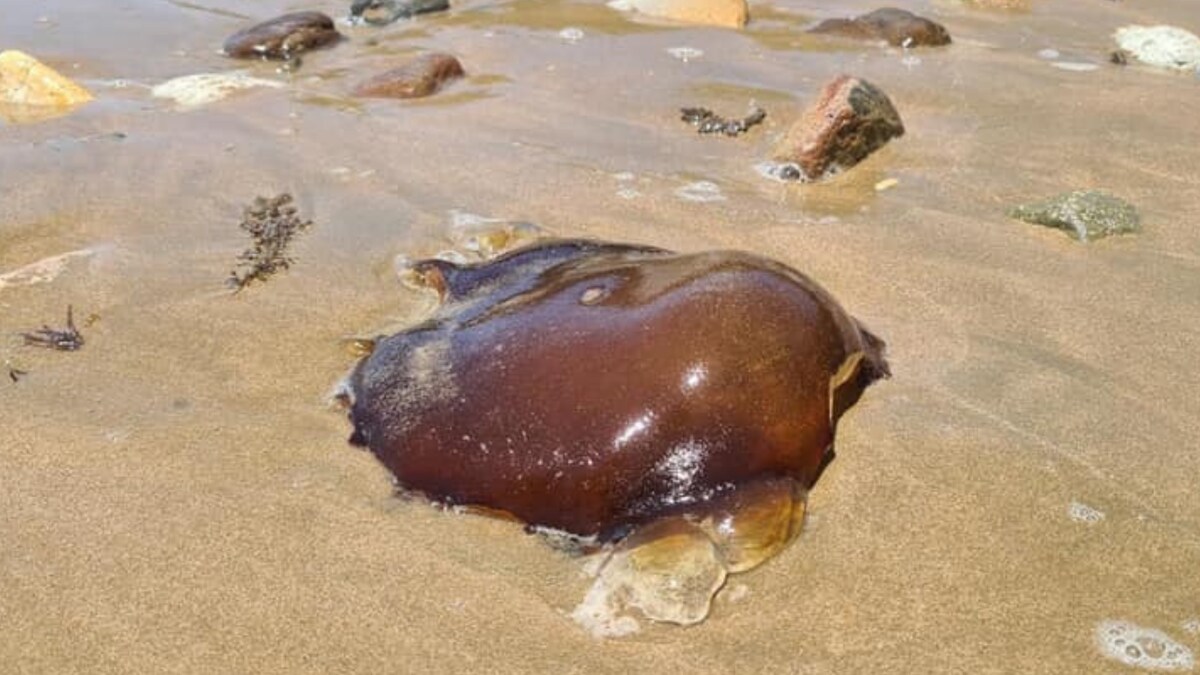 Mysterious Jelly-like Creature Surfaces on Australian Beach, People ...