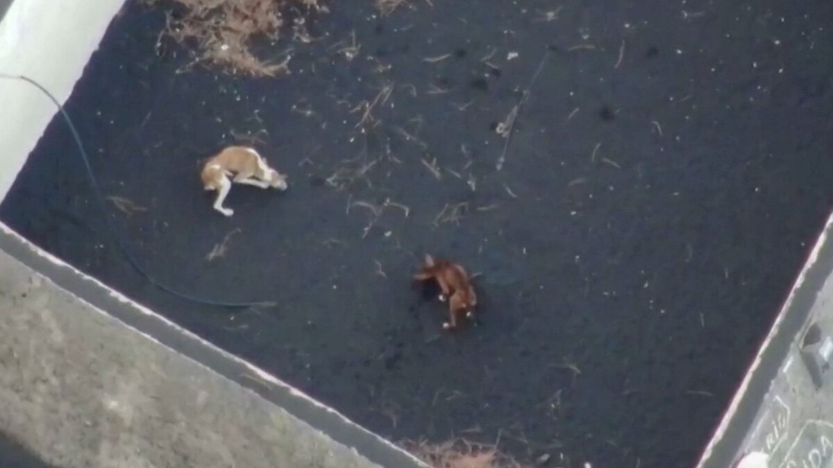 'The Dogs are Fine': Mystery Banner and Footprints Hint at Spanish ...