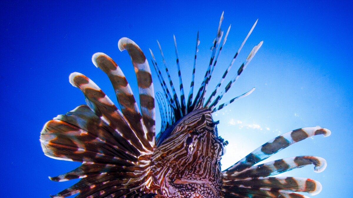 Deadly ‘Lionfish’ That Can Paralyse, Kill Humans Discovered in UK ...