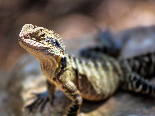 US Researchers Regenerate Lizard Tails Similar to Their Biological Ones ...