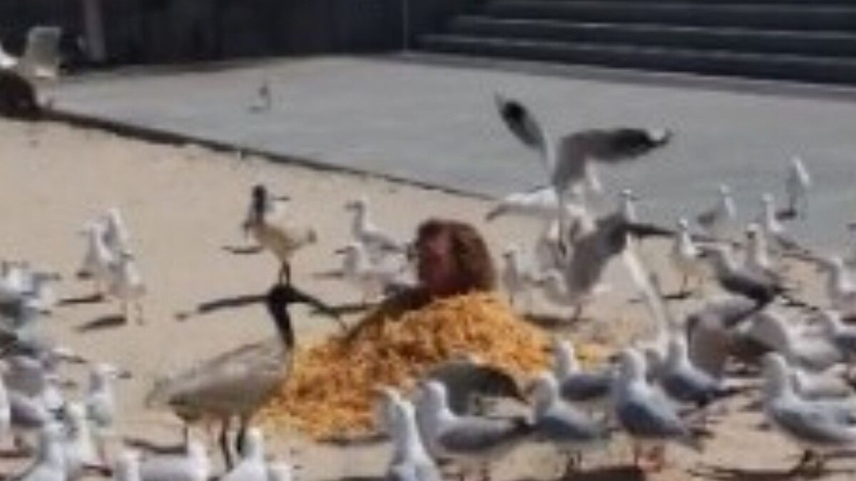 For Love of Science: Australian Man Covers Self With Hot Chips, Video ...