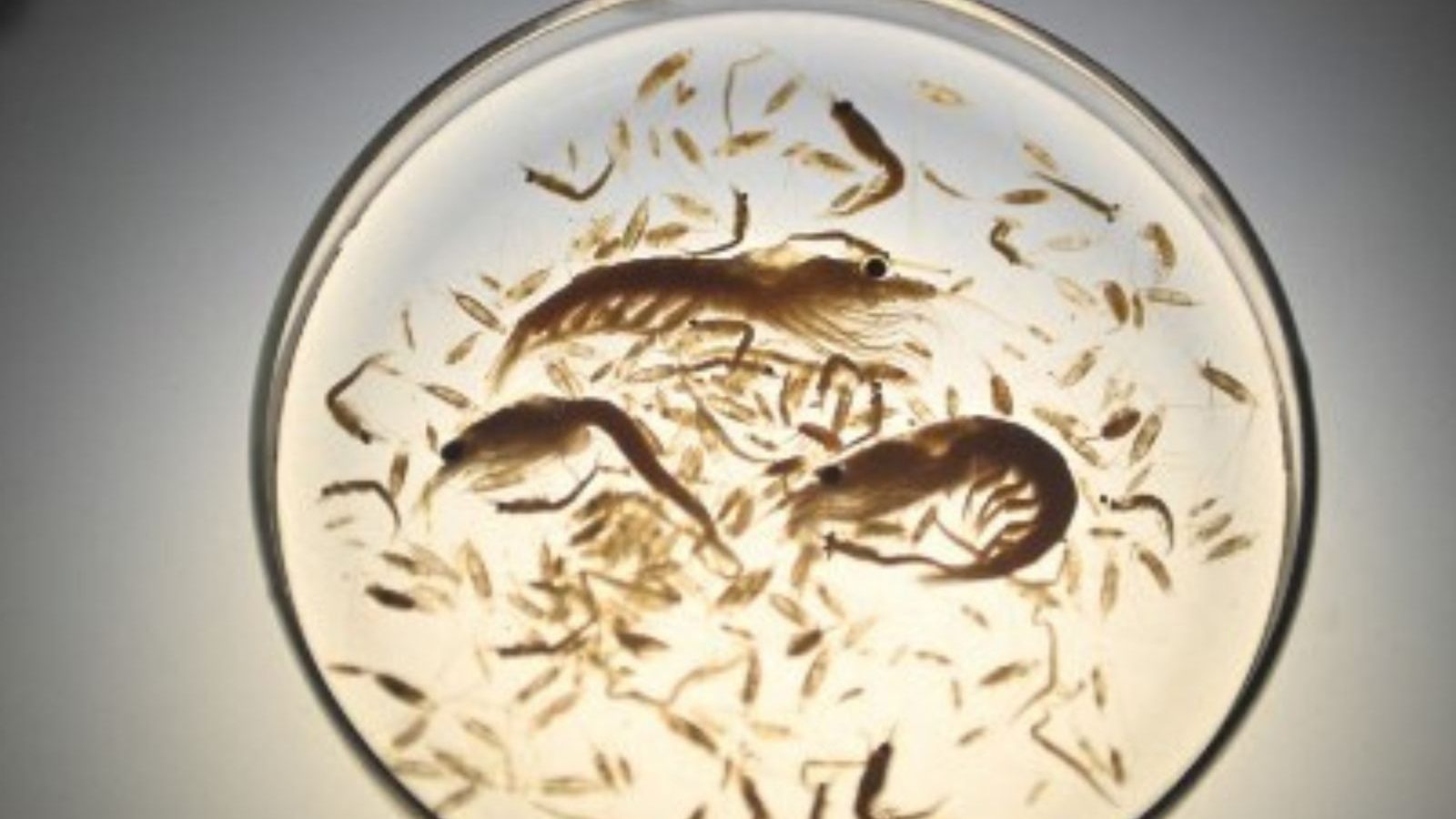 Drifting Into Trouble? As Climate Change Warms Up Ocean, Plankton are ...