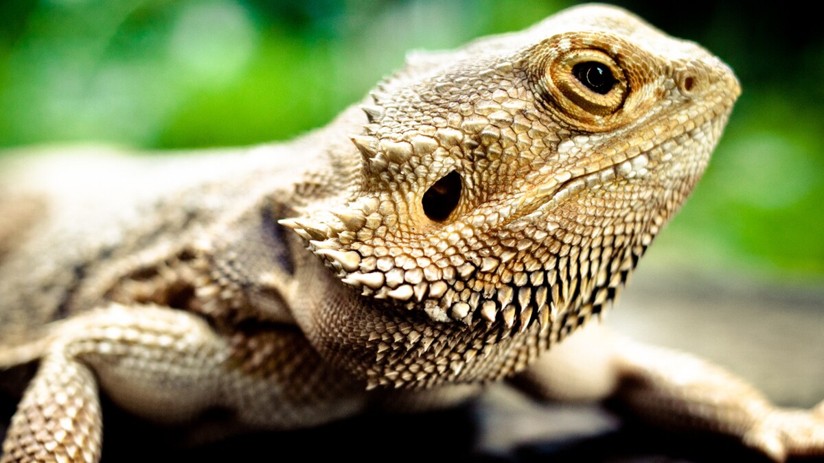 WATCH: Reptile Enthusiast Captures Rare Bearded Dragon in Australia ...