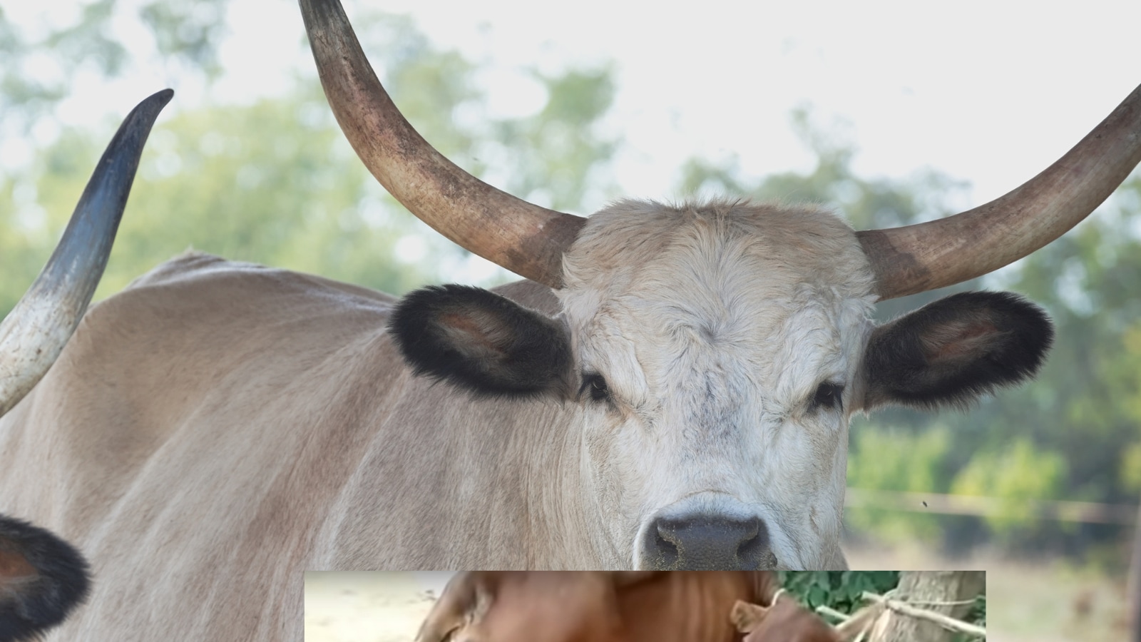 Rare Two-headed Calf With 3 Eyes Born in Odisha, Locals Worship as 'Maa ...