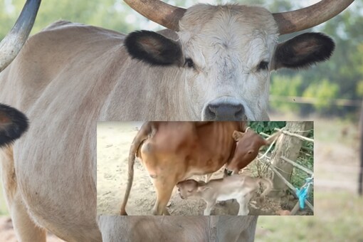 Rare Two-headed Calf With 3 Eyes Born in Odisha, Locals Worship as 'Maa ...