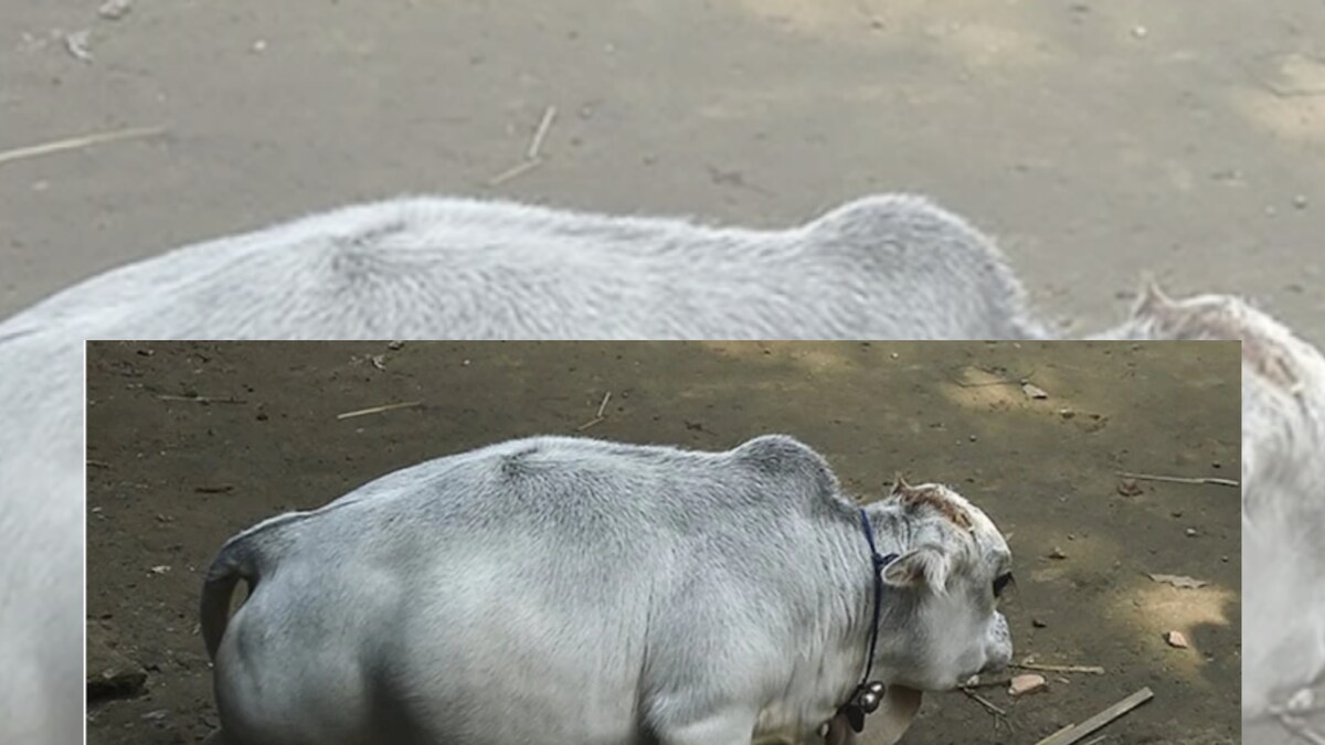 Bangladesh Dwarf Cow 'Rani' Wins Guinness Record for ‘World’s Shortest ...