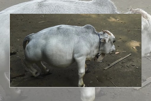 Bangladesh Dwarf Cow 'Rani' Wins Guinness Record for ‘World’s Shortest ...