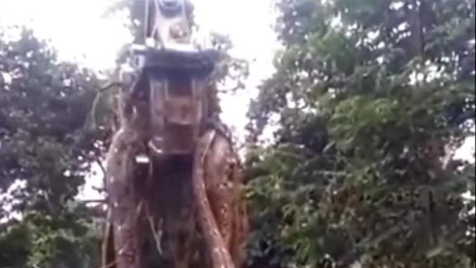 WATCH: Massive Snake Lifted Using Crane in Viral TikTok Video ...