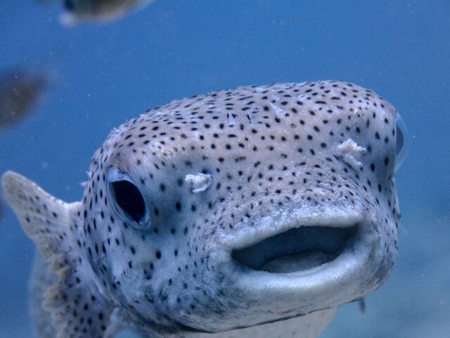 WATCH: Japanese Puffer Fish Constructs Patterns on Ocean Floor to ...