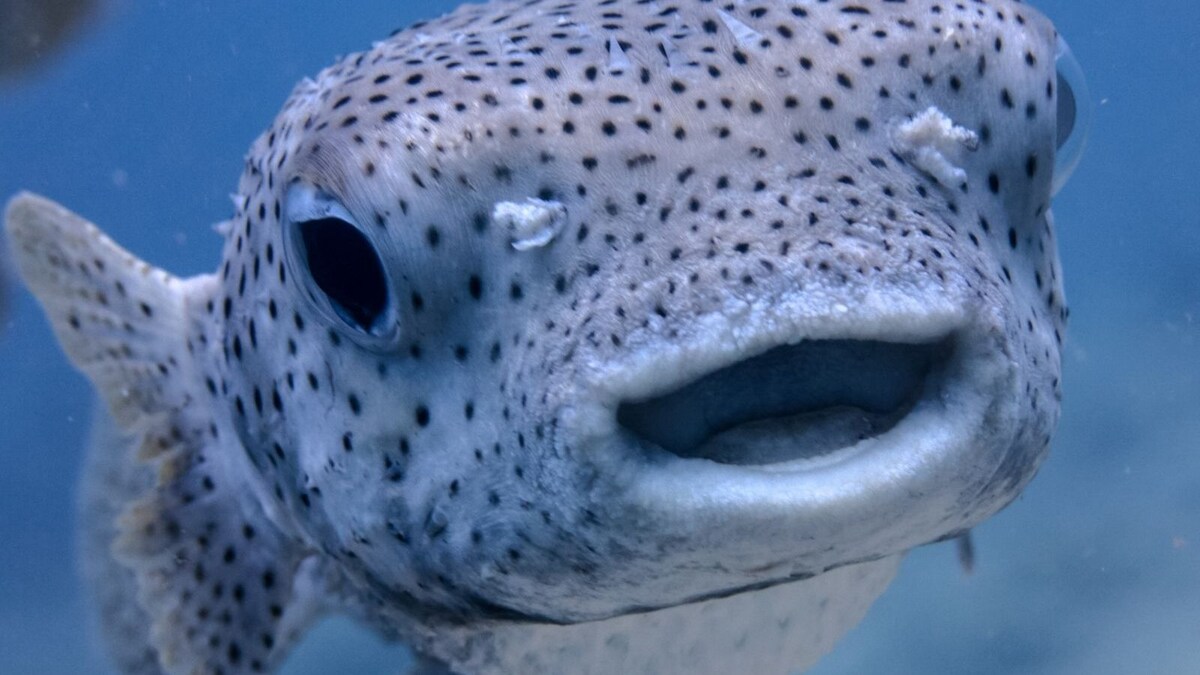 WATCH: Japanese Puffer Fish Constructs Patterns on Ocean Floor to ...