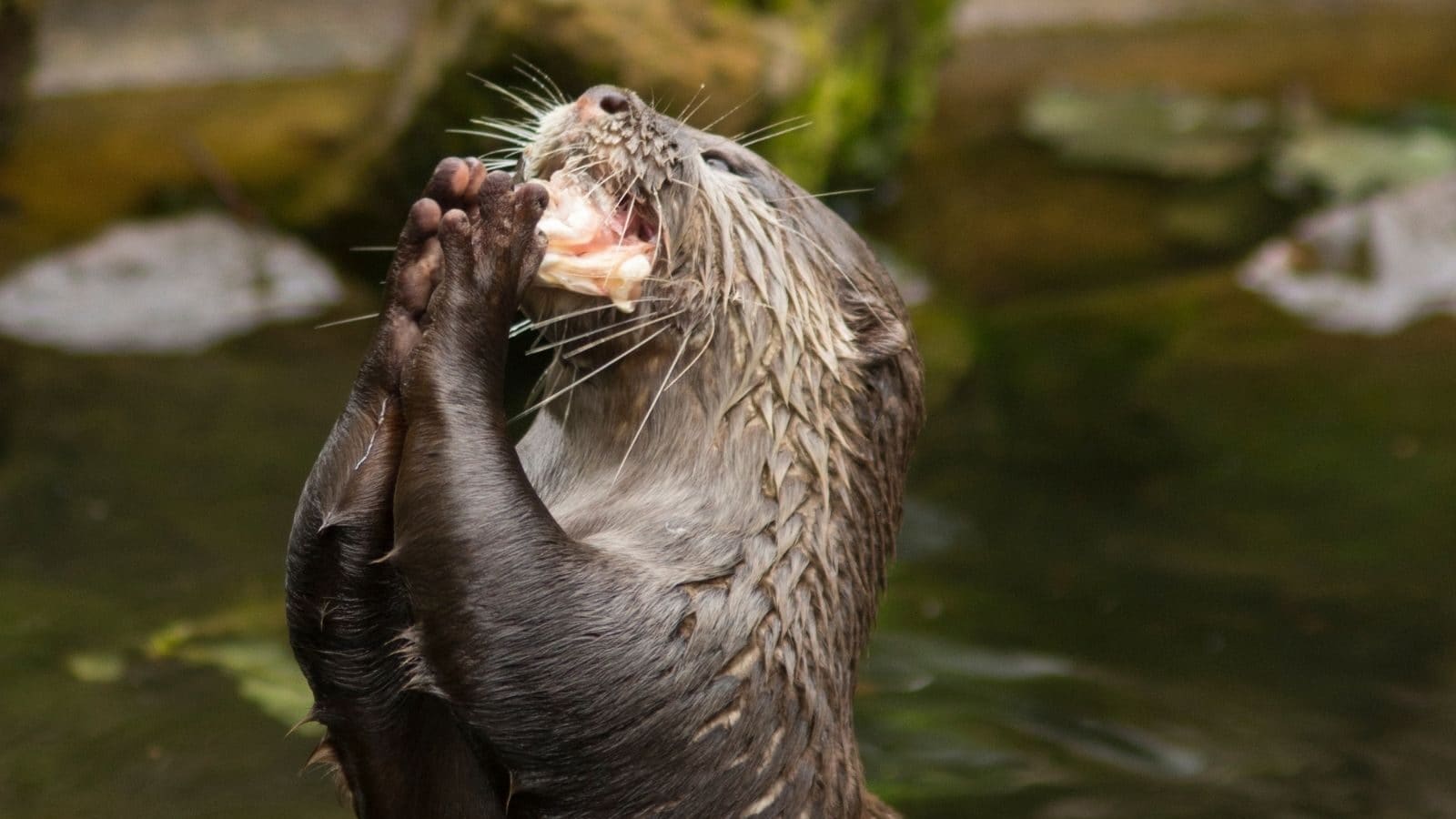 A Gang Of Aggressive Otters Is Attacking Humans And Dogs In Alaska ...