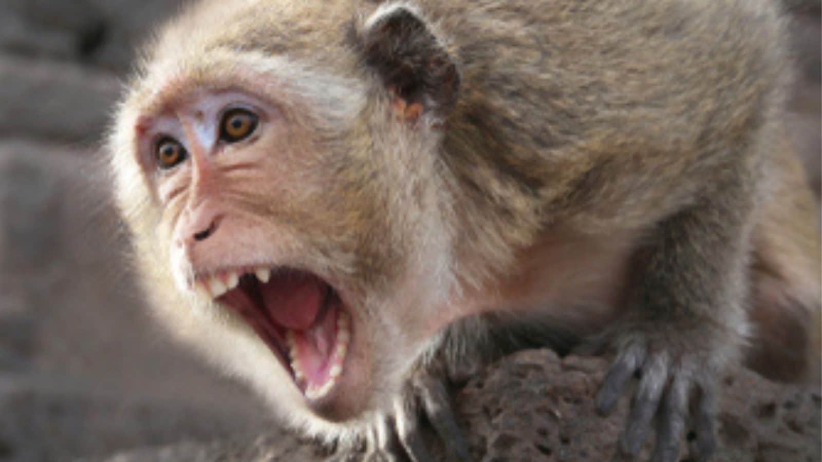Monkey Leaves Eight Injured in Karnataka Village, Victims Recuperating ...