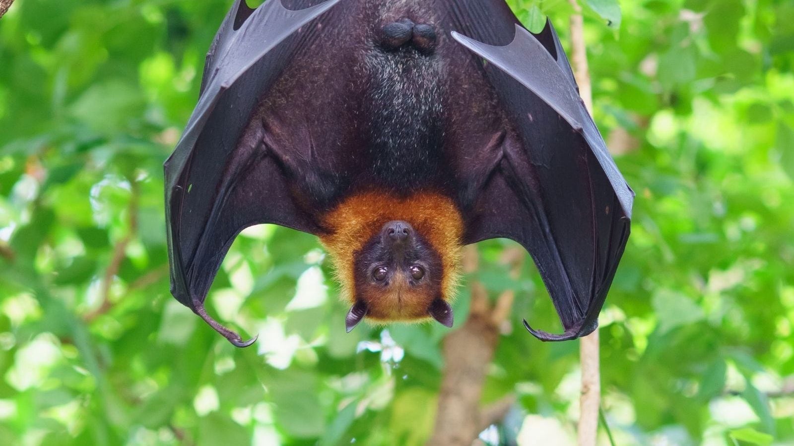 Bats are Worshipped as Guardian Angels for Children in This Andhra ...