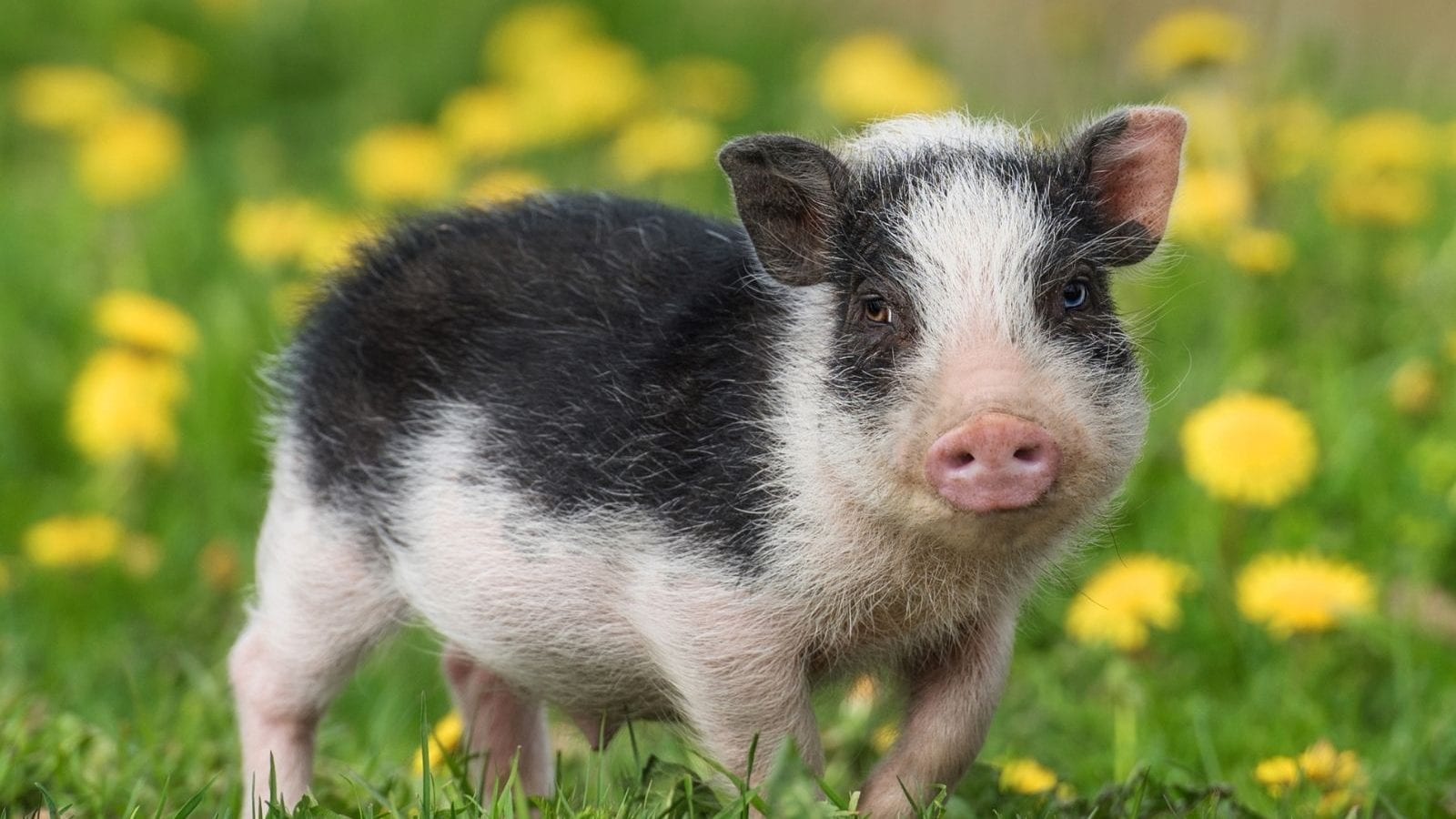 Smallest Pig In The World