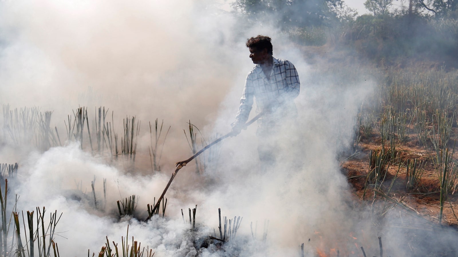 Stubble Burning Season is Here: Why Farmers Burn Their Crops? Unsolved ...