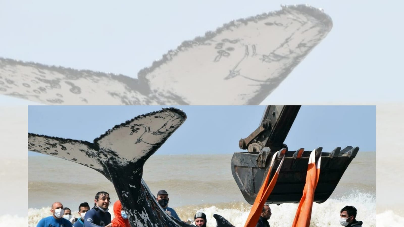 Two Beached Stranded Humpback Whales Rescued in Argentina