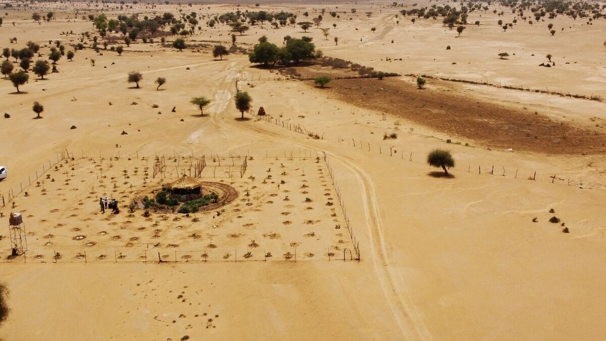Africa's Great Green Wall to Fight Land Degradation Gets New Lease of ...