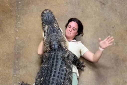 WATCH: Giant Alligator Smothers Zookeeper in Shocking Video, Wait Till ...