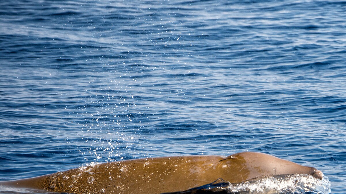 New Species of Beaked Whale Discovered by Scientists in New Zealand ...