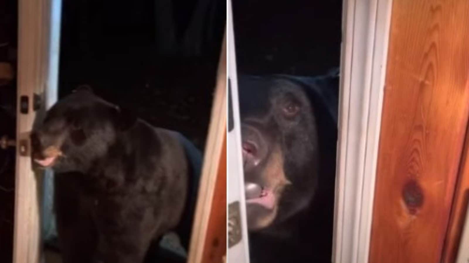 Watch: US Woman Politely Tells Wild Bear To Close Her Front Door ...