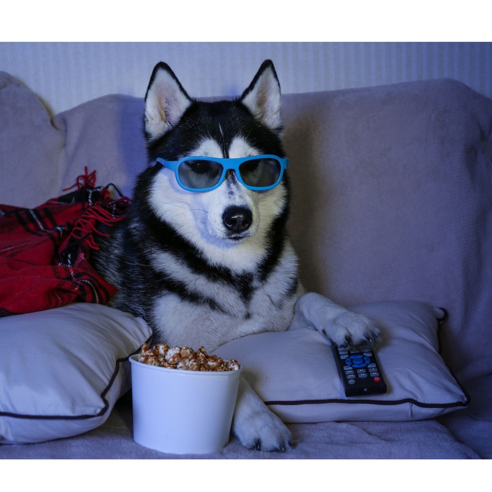 What You Need To Know Before Getting A Dog