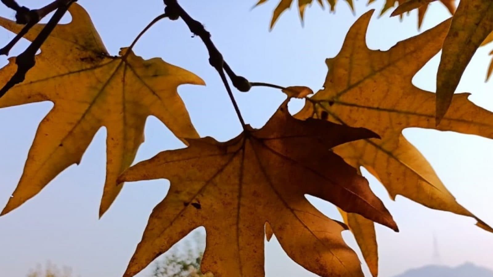 Arrival of Winters in Kashmir: Majestic Chinar Trees Add Beauty to The ...