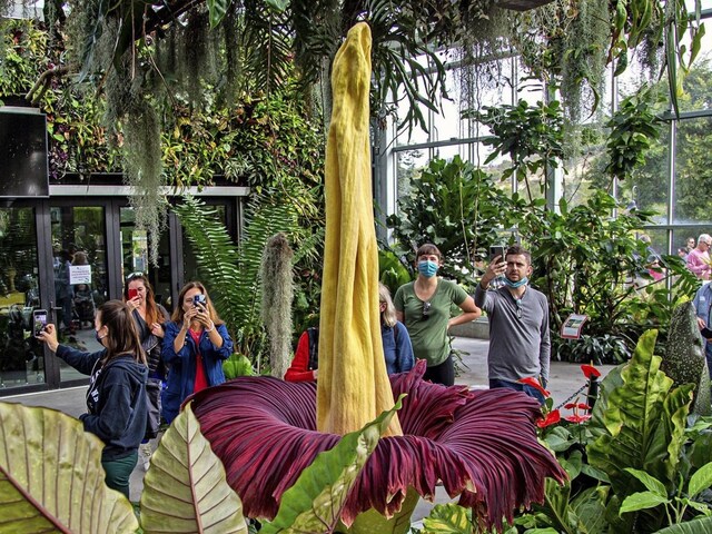 Giant 'Corpse Flower' in Southern California Draws in Crowd - News18