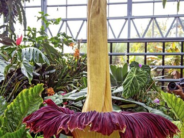 Smells Like Dead Body? Giant ‘Corpse Plant’ Draws Crowds in Southern ...