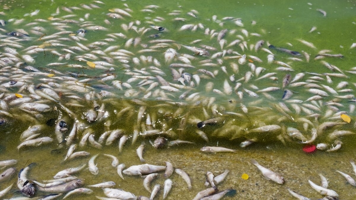 Hundreds Of Dead Fish Found Near Banks of Yamuna Between Mathura, Agra ...