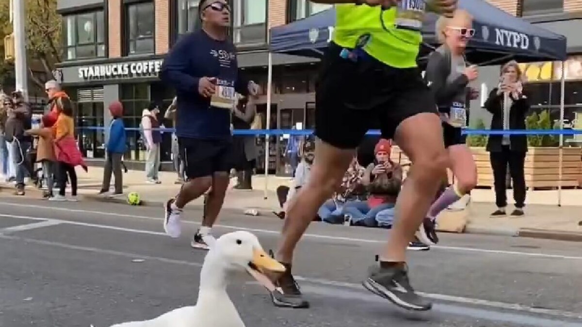 A Duck Named Wrinkle Joined the 2021 NYC Marathon and (Obviously) Stole ...
