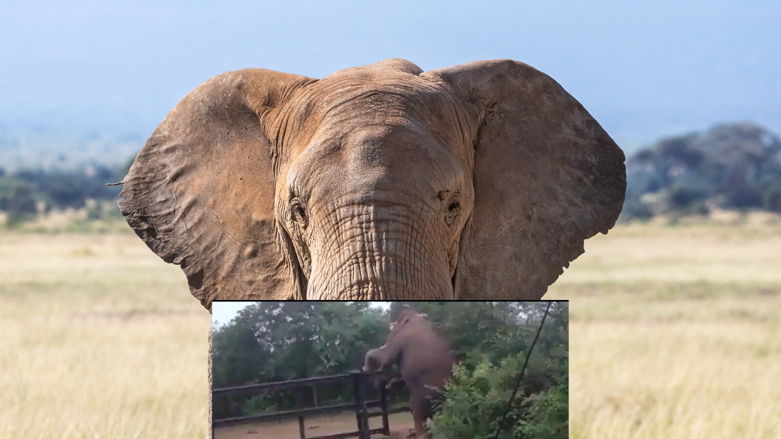Have You Ever Seen an Elephant Climb up an Iron Fence? Watch This Video ...