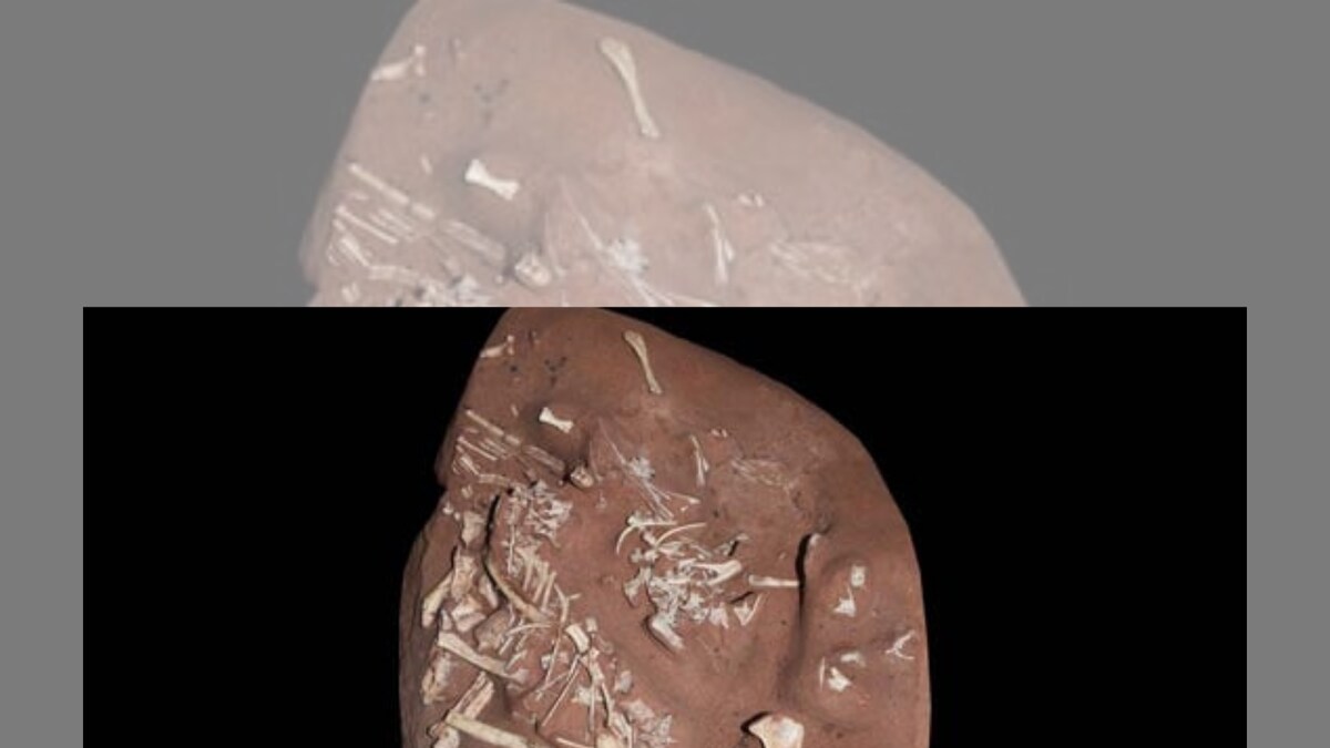 Remains of Toothless, Two-legged ‘Theropod’ Dinosaur Discovered in ...