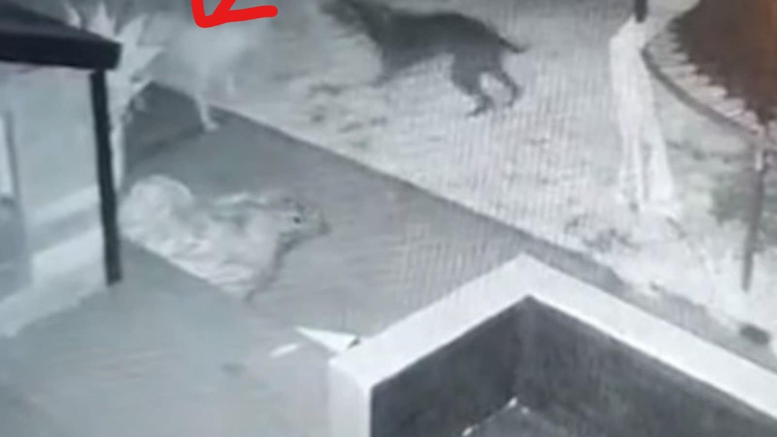 Man Claims to Spot 'Ghost Dog' Playing With His Pet, Shares Spooky ...