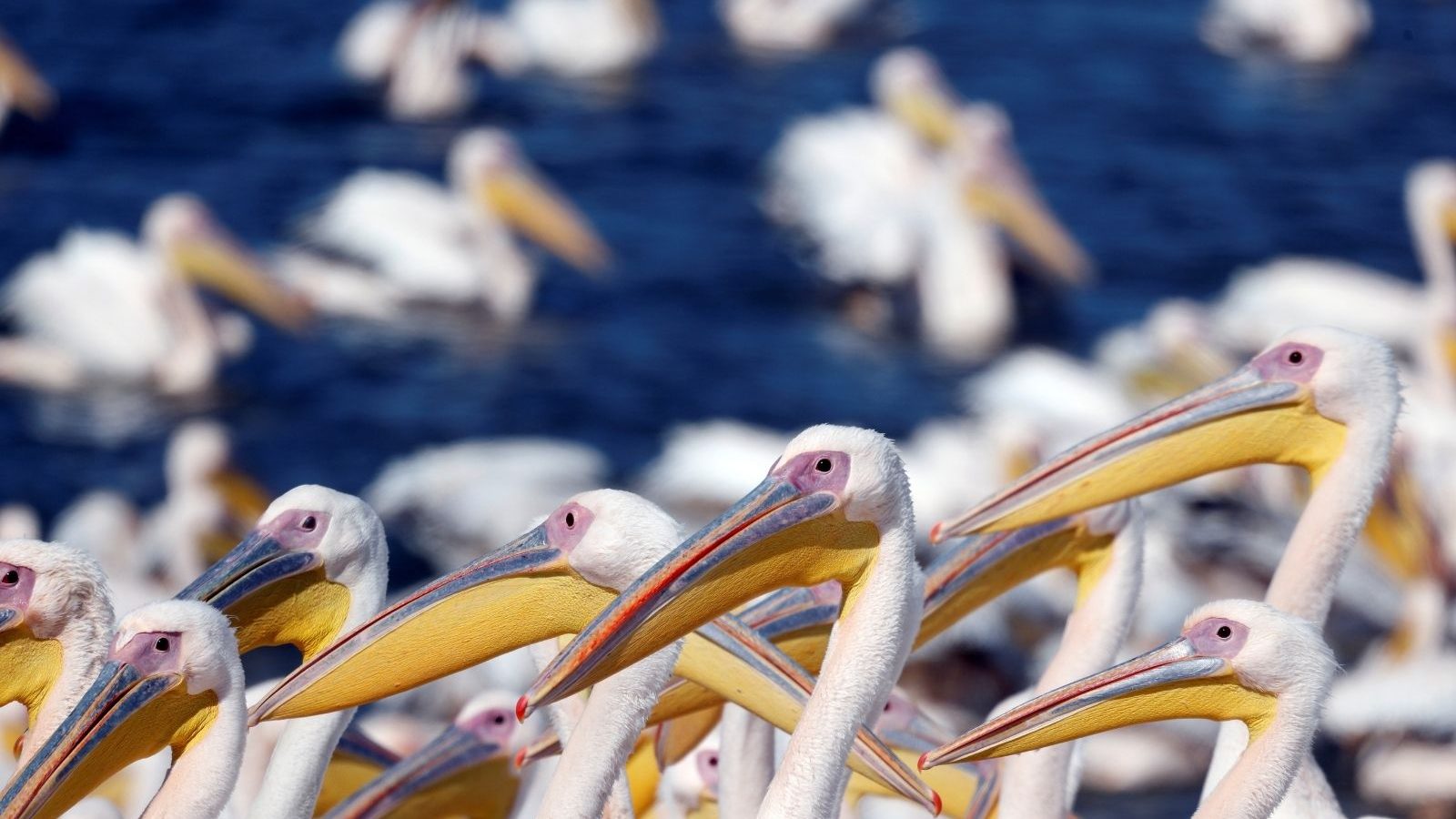 In Photos: Migrating Pelicans Touch Down on Israeli Reservoirs for a ...