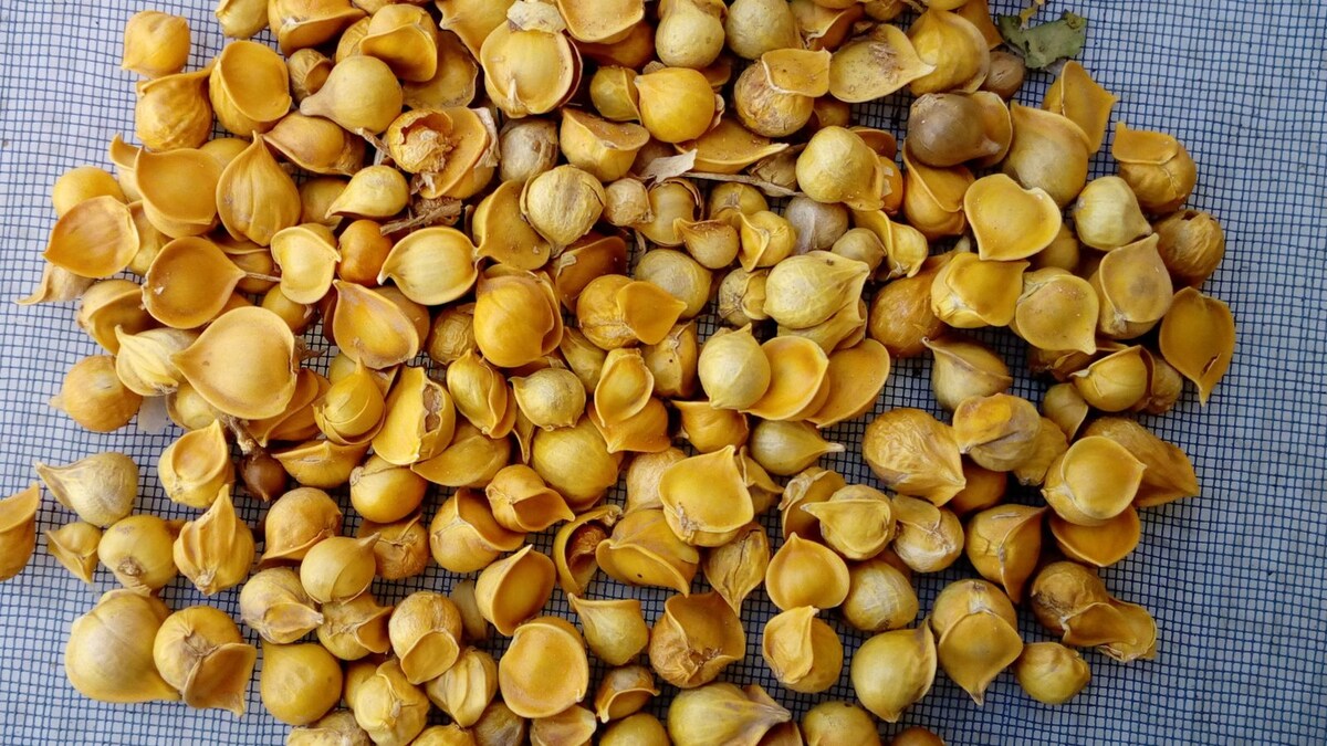 Consume Himalayan Garlic for Managing Diabetes, Cholesterol and Other ...