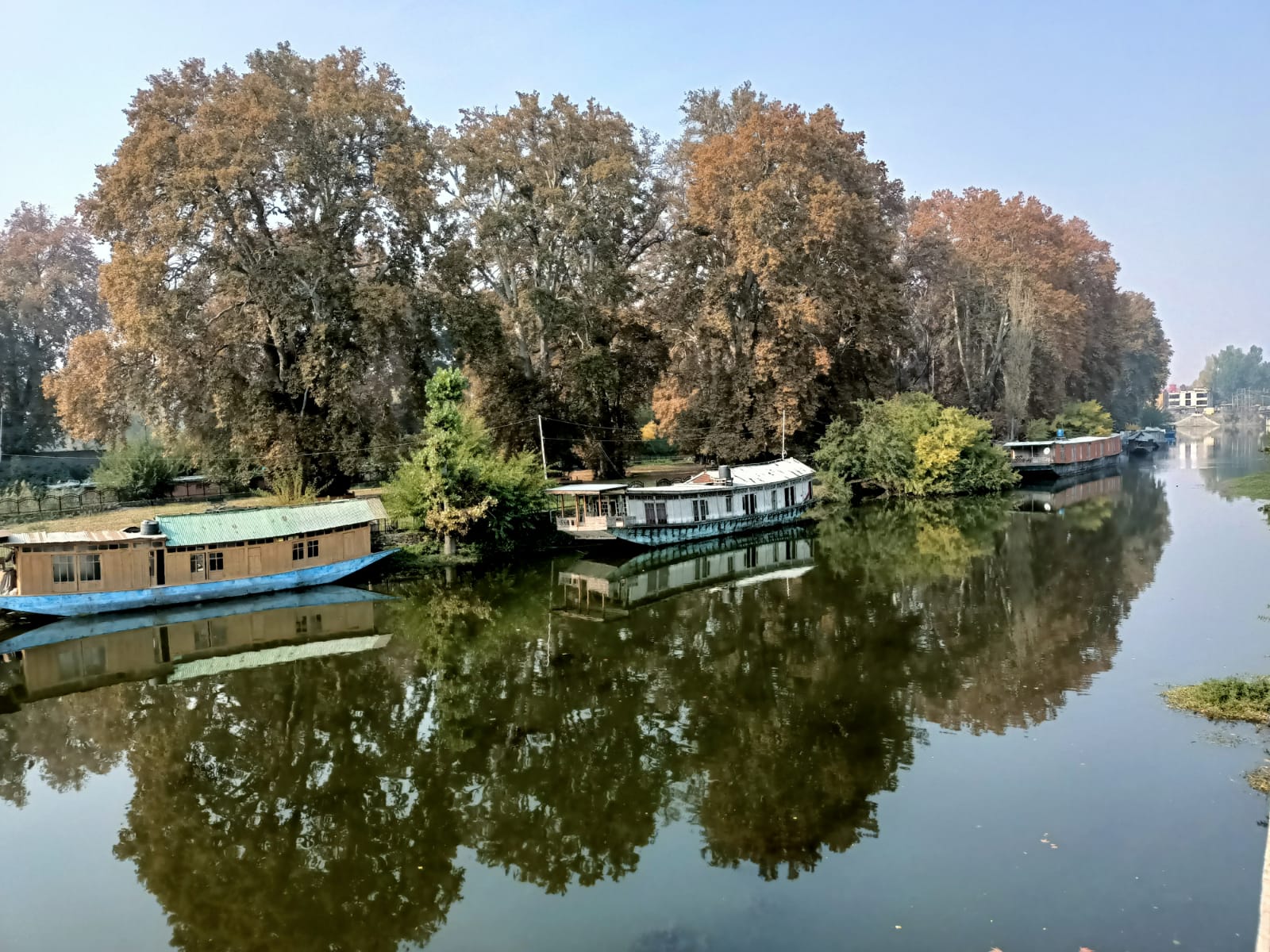 Arrival of Winters in Kashmir: Majestic Chinar Trees Add Beauty to The ...
