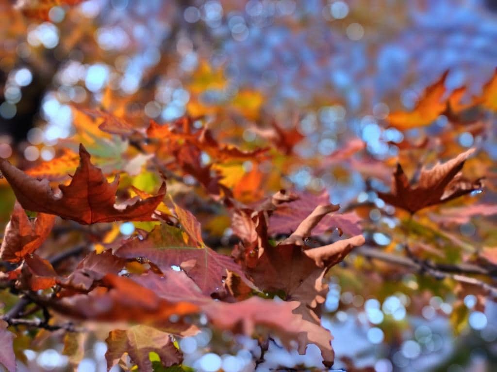 Arrival of Winters in Kashmir: Majestic Chinar Trees Add Beauty to The ...