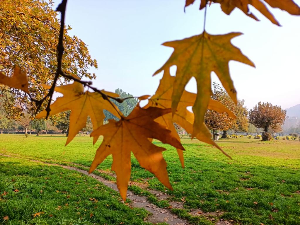 Arrival of Winters in Kashmir: Majestic Chinar Trees Add Beauty to The ...