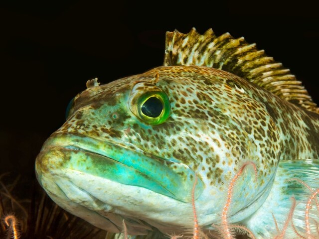 This Fish With 2 Jaws Has 500 Teeth, Loses and Regrows 20 Each Day - News18
