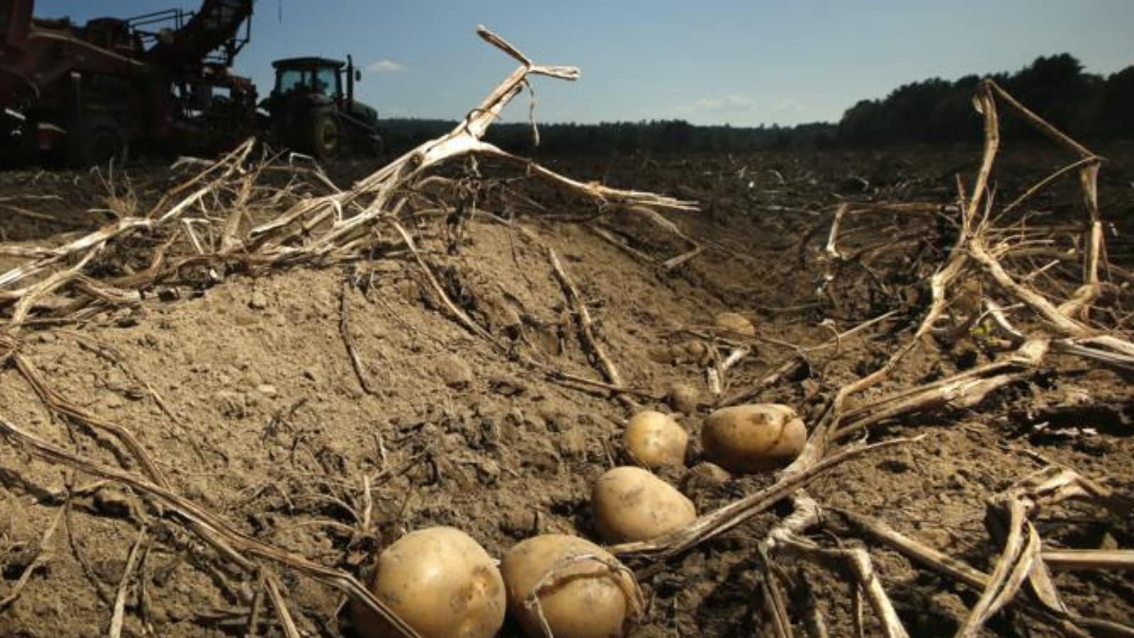 These Potatoes Could Withstand Climate Change, Thanks to Science | Buzz ...