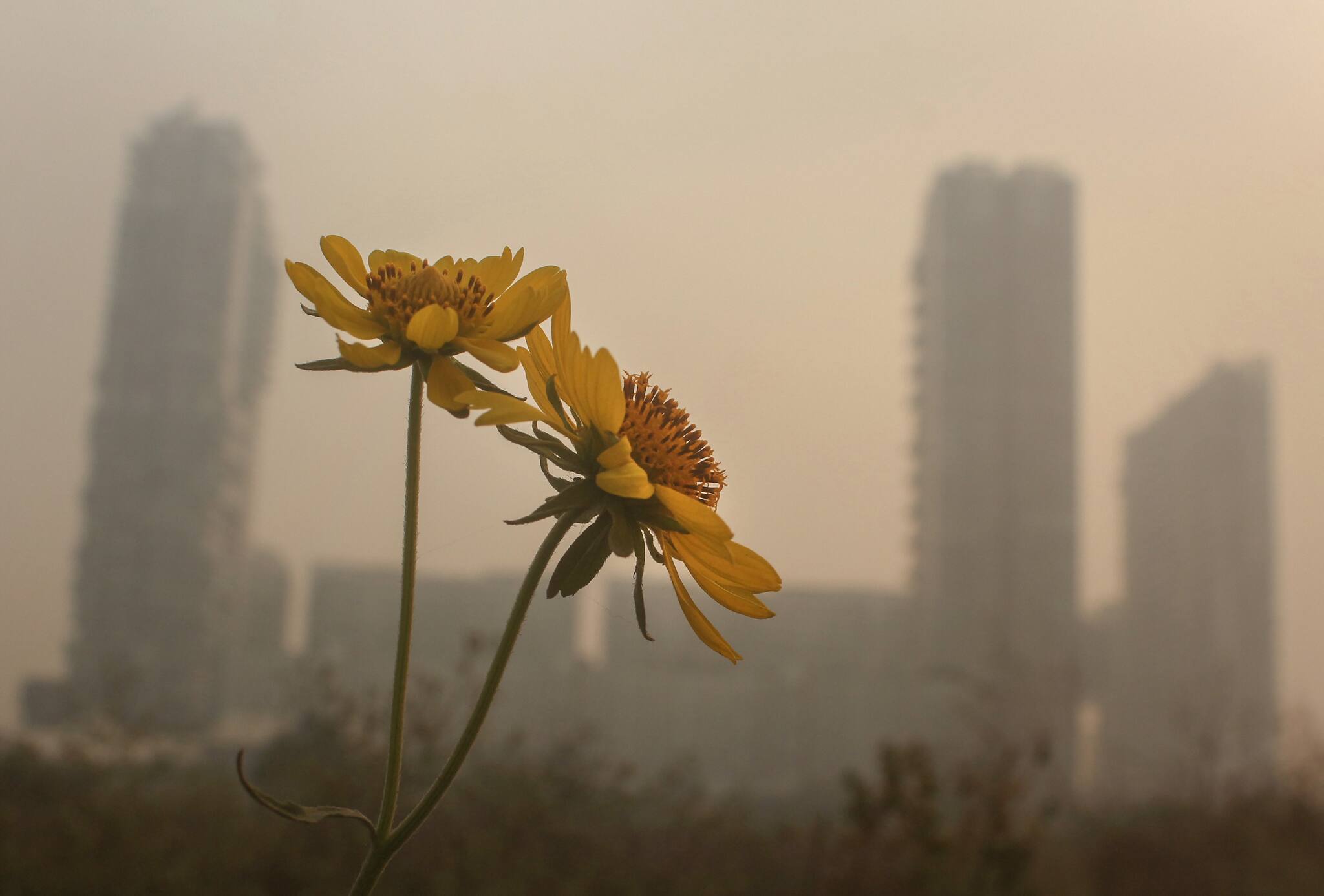 Taj Mahal Shrouded in Smoky Haze, Delhi and Parts of UP Covered in Smog ...