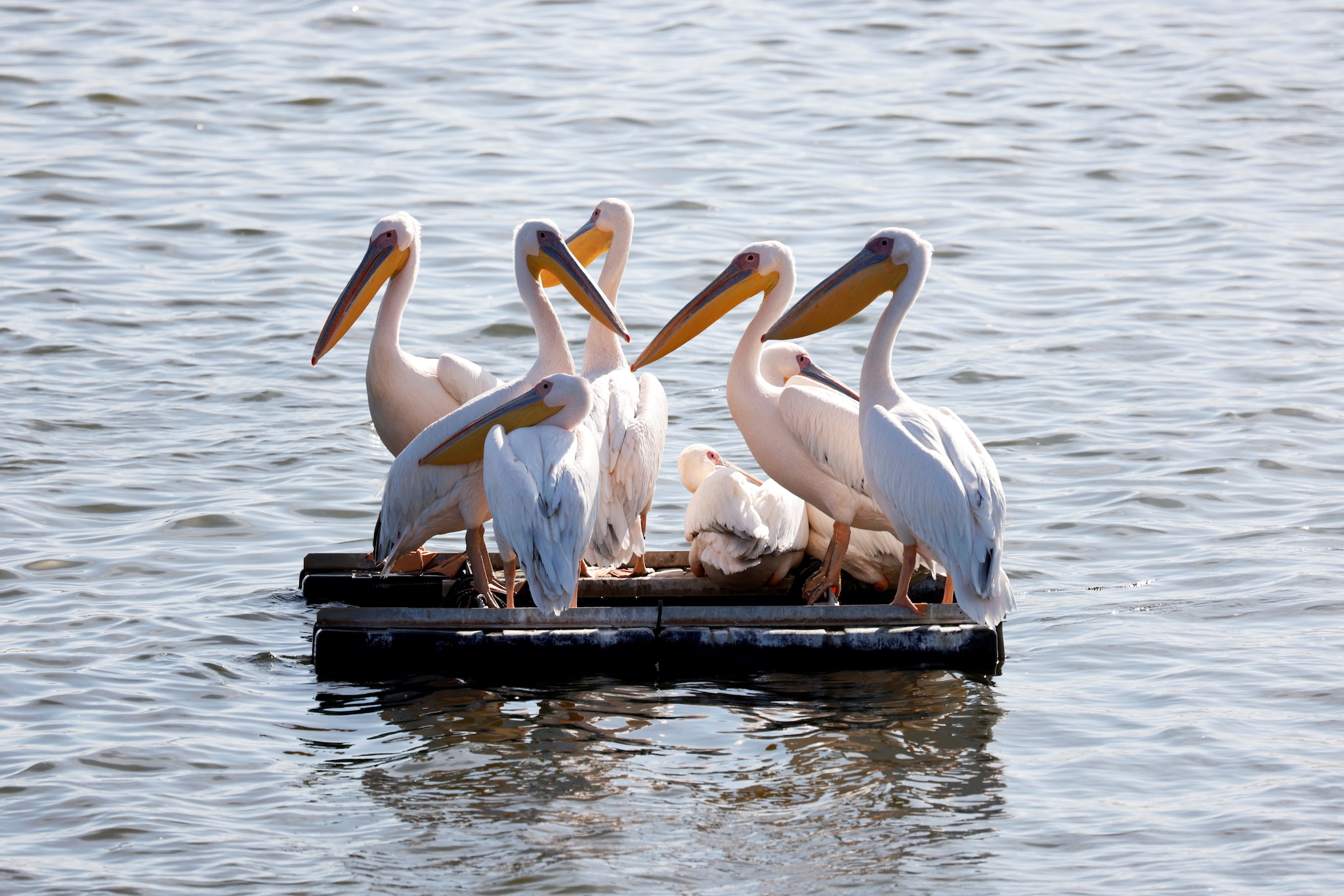In Photos: Migrating Pelicans Touch Down on Israeli Reservoirs for a ...