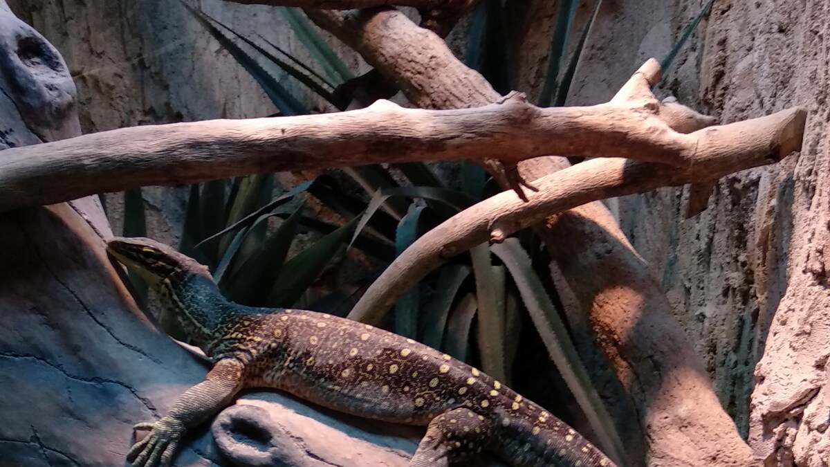 Rare Four-legged Snake Discovered in 2015 Might be from Lizard Family ...